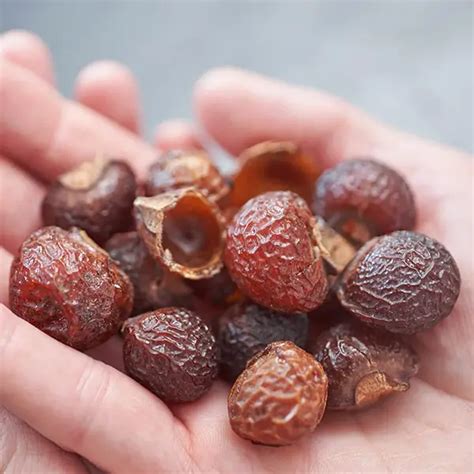 Reetha Herb रीठा Buy Lowest Price And Best Quality Soapberry