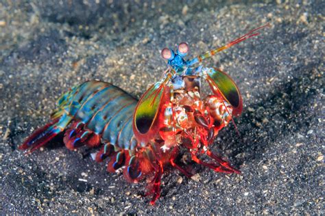 Mantis Shrimp Punches Kayaker And Shows Off Strongest Punch Ever