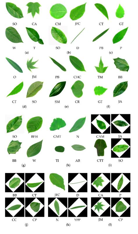 Figure 10 From Herbal Plant Leaves Classification Using Convolutional Neural Network Models A