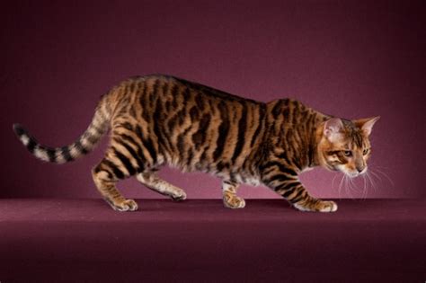 Black Mackerel Tabby Modified Artofit