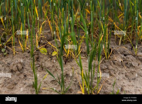 Green Sprouting Rye Growing From The Soil Agricultural Field In Spring