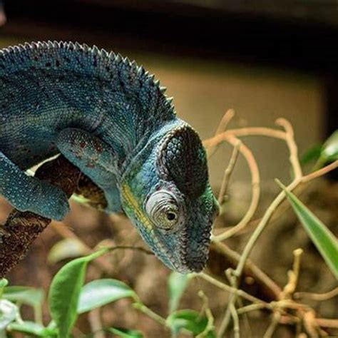 What Wood Is Safe For Reptiles Diy Seattle