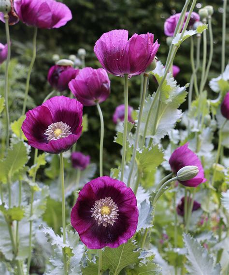 Poppy Flower Varieties I Took Photos Of All The New Poppy Varieties
