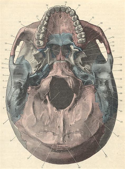 Scaphoid Fossa Wikipedia