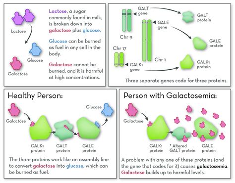 Examples Of Single Gene Disorders