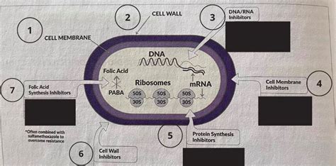 Infectious Disease Naplex Abx And Coverage Diagram Quizlet