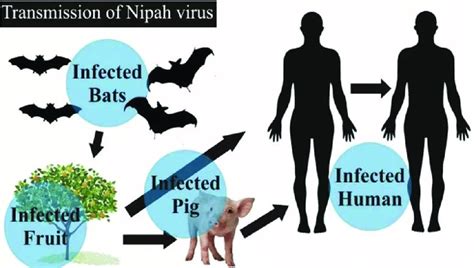 Transmission Of Nipah Virus Download Scientific Diagram