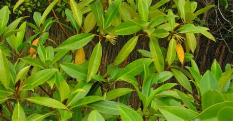 The Smallest Tree Species In The World