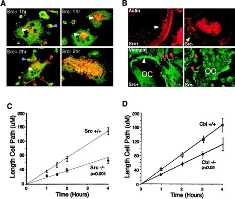 Src Deletion Leads To Alterations In Adhesion Structures And Cell Download Scientific Diagram