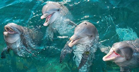 Delphinus Dolphin Experiences At Playa Mujeres Ticket Only Musement
