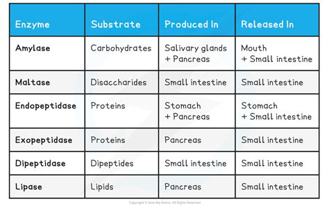 Carbohydrate Enzyme