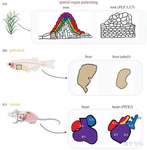 人类细胞图谱计划与单细胞测序36——细胞社会学 知乎