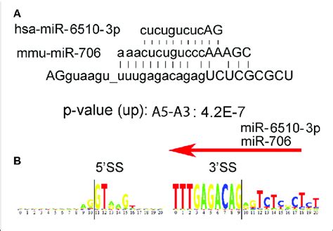 Possible Regulation Of Alternative Mrna Splicing By Mirs A We Used Download Scientific