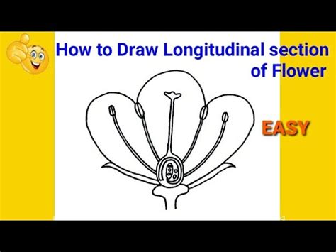 How To Draw Longitudinal Section Of Flower How To Draw Longitudinal Section Of Flower Class
