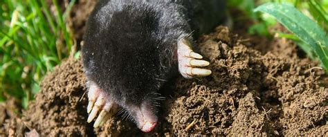 The Difference Between Moles Voles And Gophers