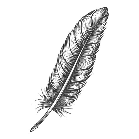 Detailed Handdrawn Feather Sketch Premium Ai Generated Vector