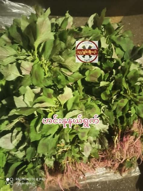 ဟင်းနုနွယ် တစည်း ၅၀၀ ၁၃ ရှမ်းအိုးစည် စားဖွယ်စုံ Facebook