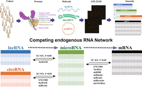 Characterization And Validation Of Long Noncoding RNAs As New Candidates In Prostate Cancer