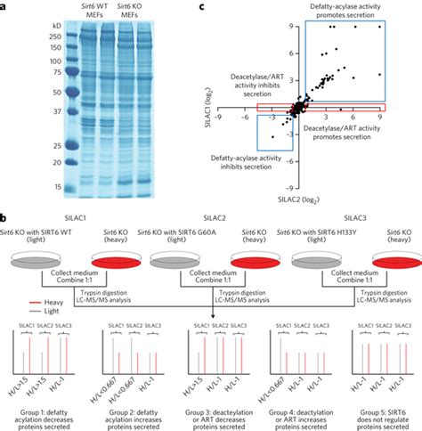 Researchers Develop A Method To Investigate How A Protein Is Delivered To The Exosome For