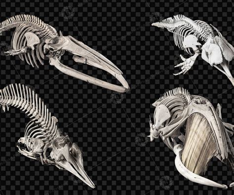 Artstation Png Photo Pack Animal Skeletons Resources