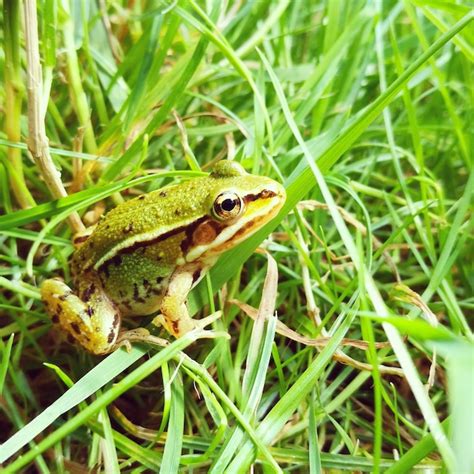 Close Up Of Lizard On Grass Premium Photo