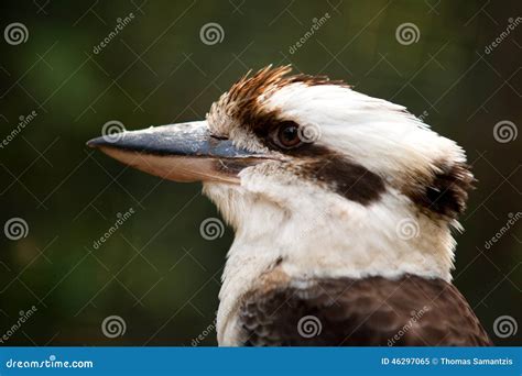 Kookaburra Stock Image Image Of Beak Laughing Bird 46297065