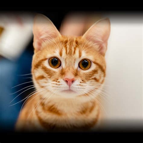 Happy Cat Month September 2023 National Today