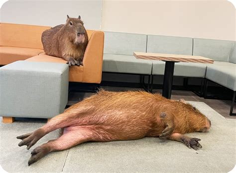 Capybara Cafe Tokyo