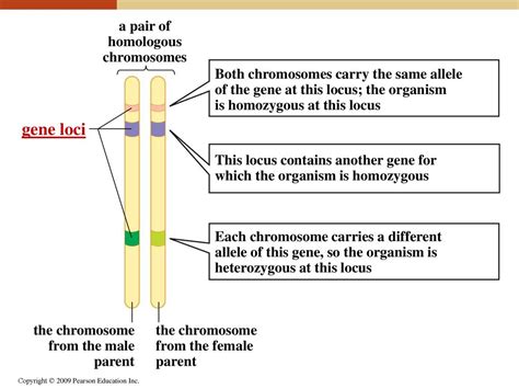 Cells Reproduce By Cell Division Ppt Download