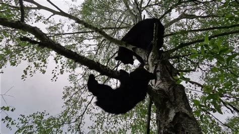 Несчастный случай с медвежонком Youtube