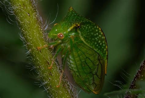 Buffalo Treehopper Rmacroporn