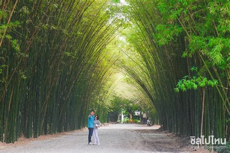 จุดเช็คอินใหม่ น่าไปถ่ายรูปเล่นชิคๆ ที่ อุโมงค์ไม้ไผ่ วัดจุฬาภรณ์วนาราม จ นครนายก
