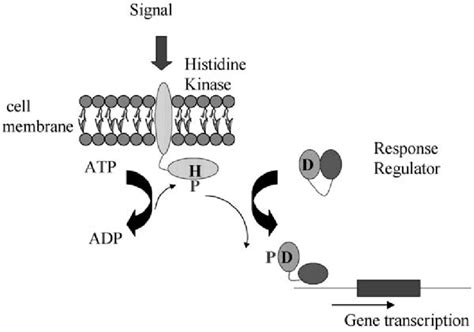 Two Component Signal Transduction System At Ava Oshaughnessy Blog
