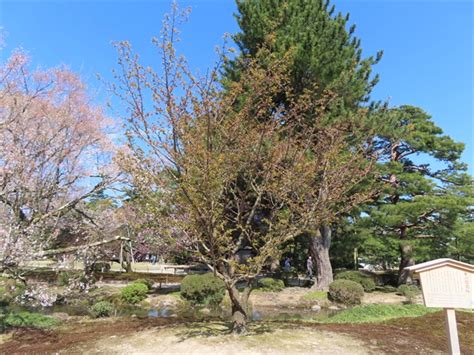 兼六園菊桜ケンロクエンキクザクラの様子ブログ金沢城と兼六園日記