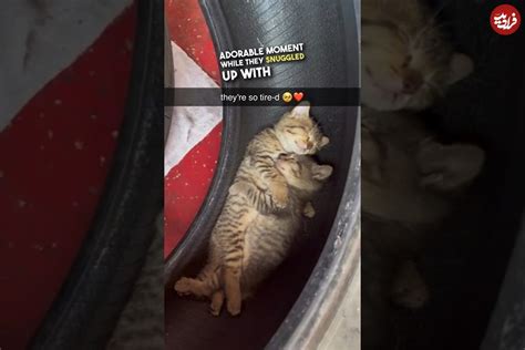 ویدئو صحنه ای دوست داشتنی از خواب بامزه دو بچه گربه داخل لاستیک خودرو