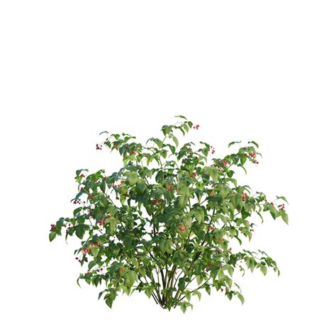 Bush Raspberry Shrub With Support 5 Red Fruit Berries Plants Garden Realistic Nature 3d