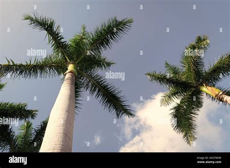 Tropical Vibes Palm Trees On Blue Sky Tropical Trees Vacation In