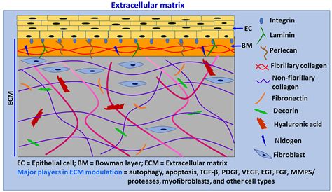 Extracellular Matrix Location