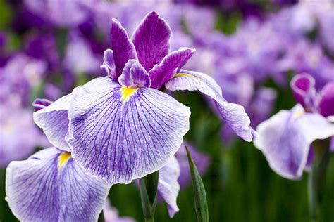 Dita E Irisit Lules Së Ylbertë Me Simbolikë Të Bukur Agroweb