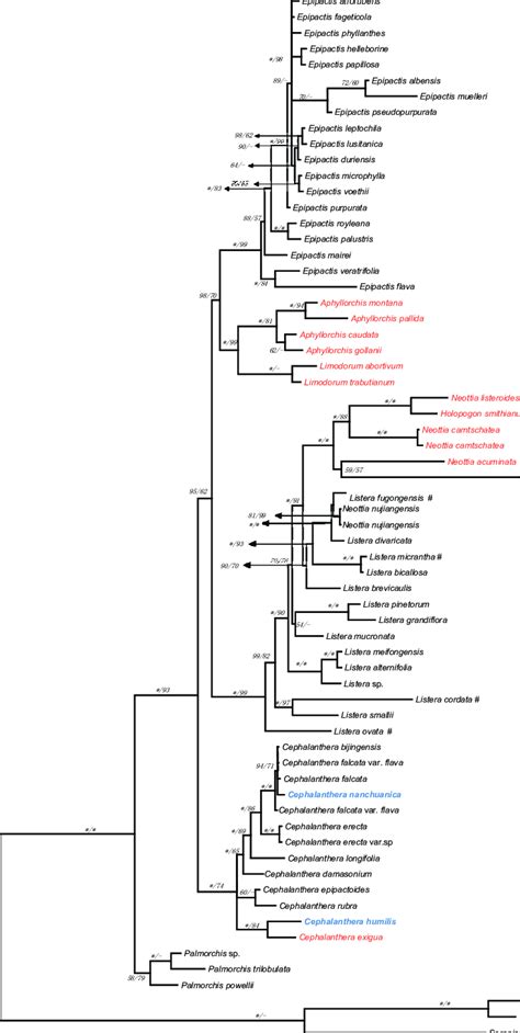 Phylogram Obtained From Bayesian Inference Analysis Of Combined Nrdna