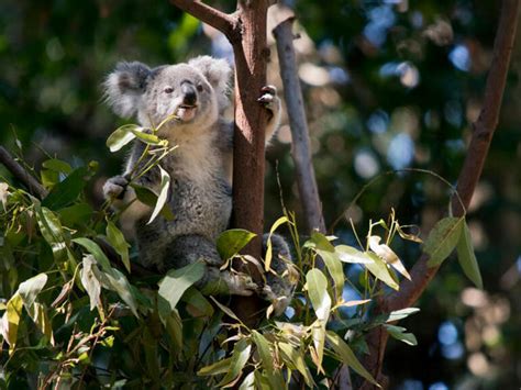 Aussie Ai Researchers Use Ai Enabled Drones To