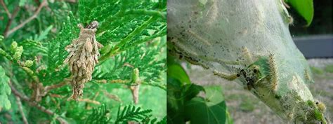 Bagworms Or Webworms Whats The Difference