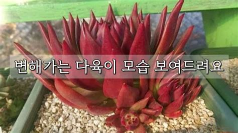 변해가는 다육이 모습 보여드려요 다육이 다육이키우기 Succulent 多肉植物 Youtube