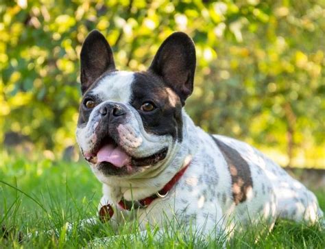 Pododermatite Canina Como Tratar A Inflamação Na Pata Uau Uau Que Mia