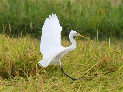 チュウサギかアマサギで迷っています 日本の野鳥識別図鑑