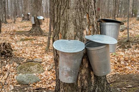 Ways To Eat Maple Syrup Straight From The Tree Tree Journey