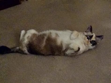 Kitty Kaya Cat Hotel Johannesburg