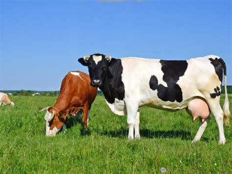 Do Male Cows Have Udders Our Answer Is Utterly Surprising Outdoor