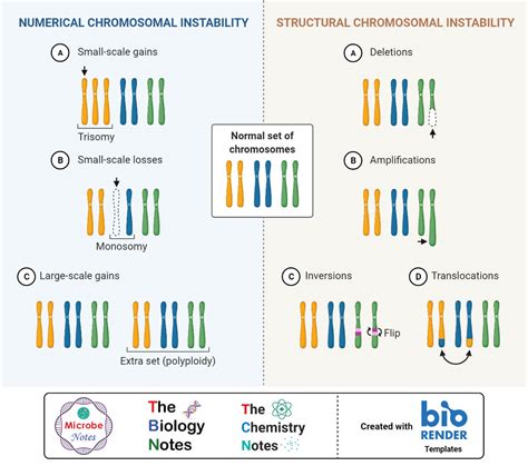 Chromosomal Mutation Definition
