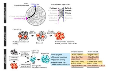 Science子刊：揭示癌细胞多药耐药的新机制 癌症研究专区 生物谷